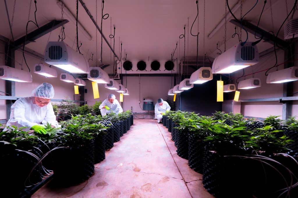 BioLumic: Lights, cannabis, action! - AgriTech New Zealand