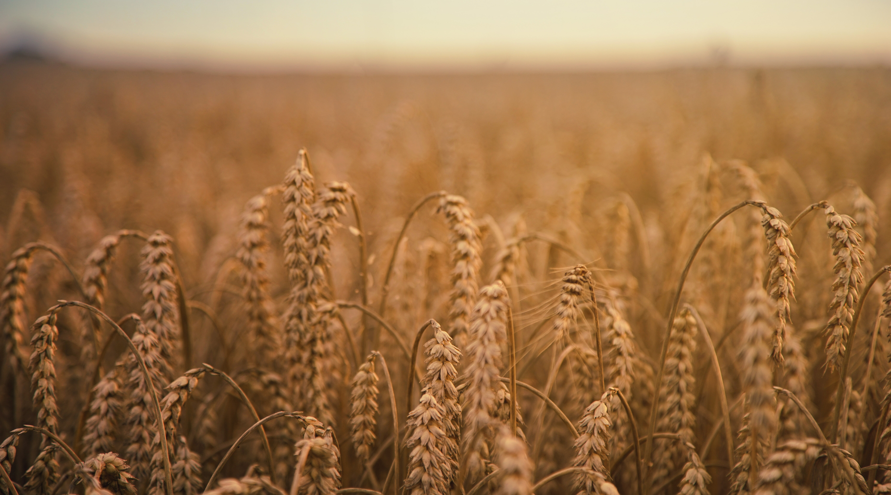 Global AgriTech Connector - AgriTech New Zealand
